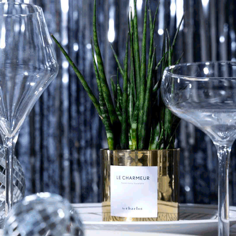 Champmarket x By Charlot : irrésistibles cadeaux Duos Plante ...